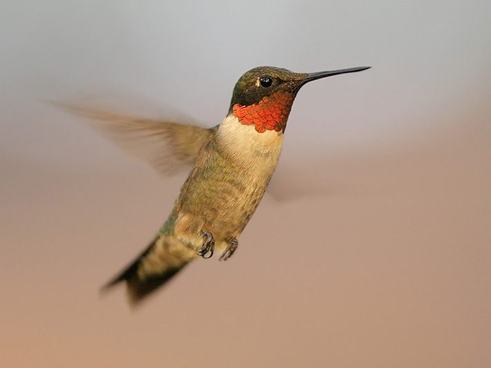 Bird Week 2024 Calendar – Houston AuduBlog