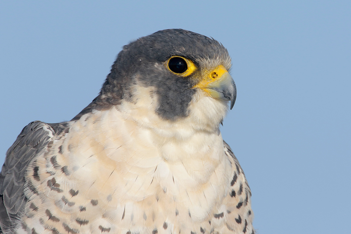 Beak of the Week – Peregrine Falcon – Houston AuduBlog