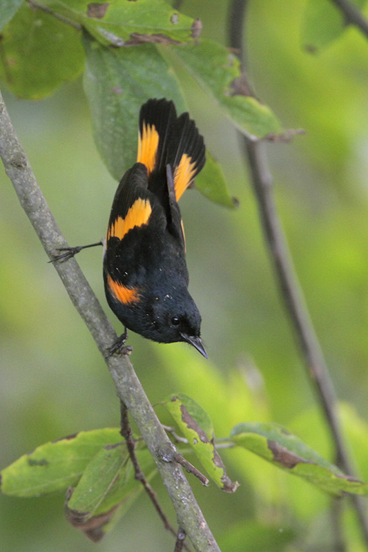 Beak of the Week – American Redstart – Houston AuduBlog