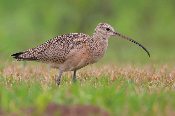 Beak of the Week – Long-billed Curlew – Houston AuduBlog