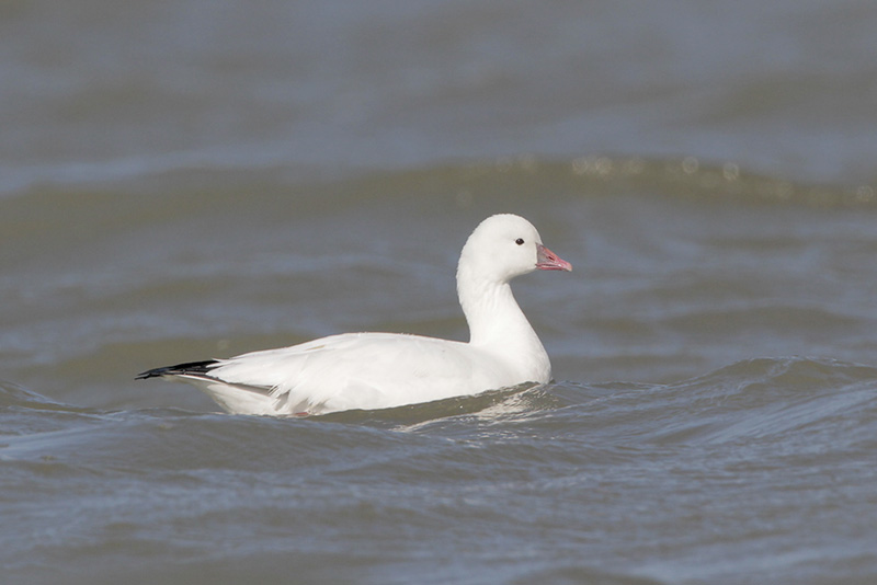 Beak of the Week – Ross’s Goose – Houston AuduBlog