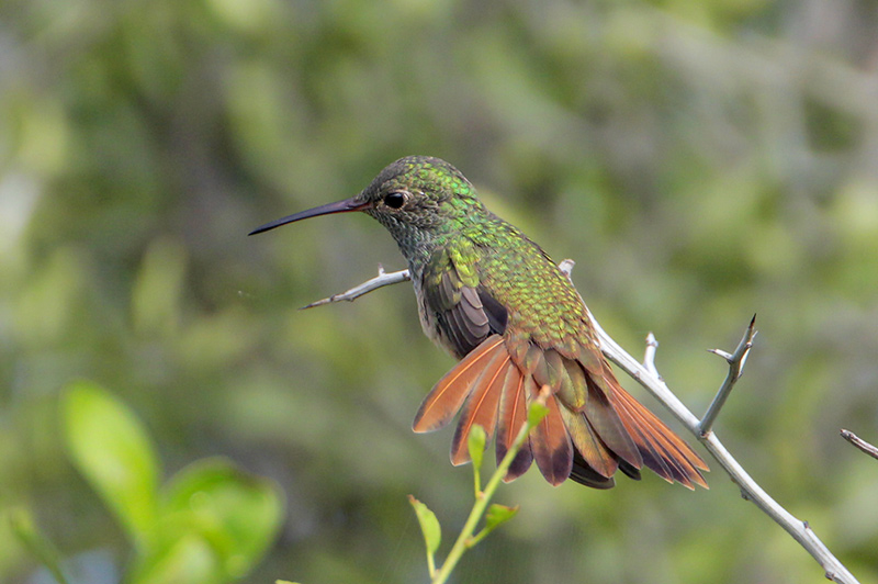 Beak of the Week – Buff-bellied Hummingbird – Houston AuduBlog