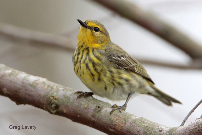 Beak of the Week – Cape May Warbler – Houston AuduBlog