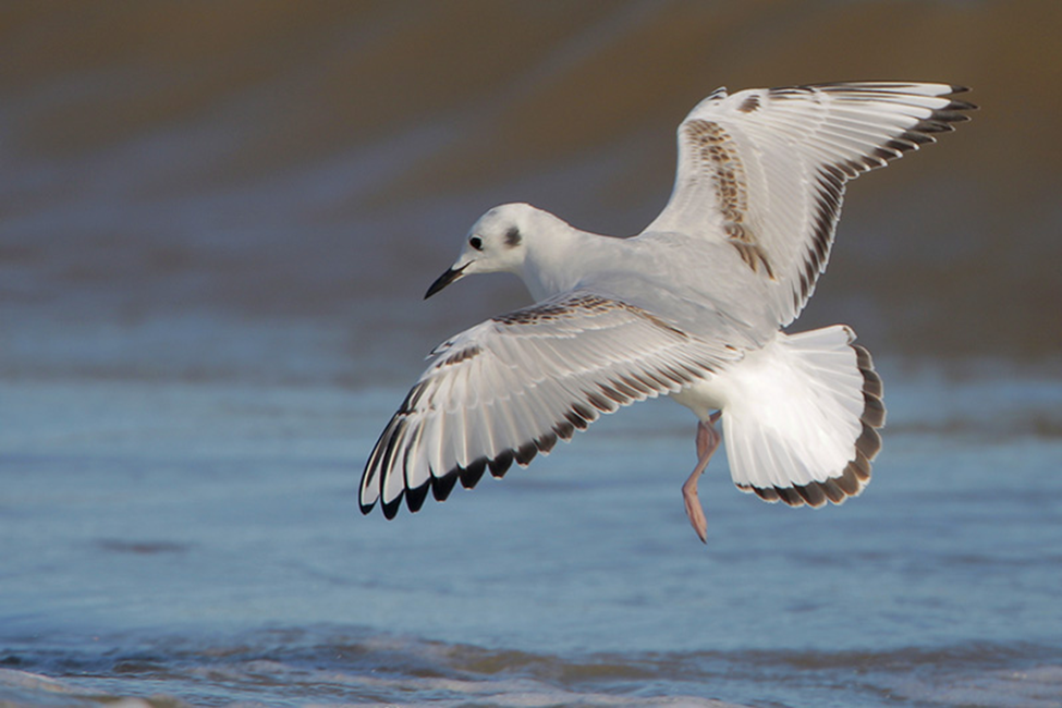 Beak of the Week – Bonaparte’s Gull – Houston AuduBlog
