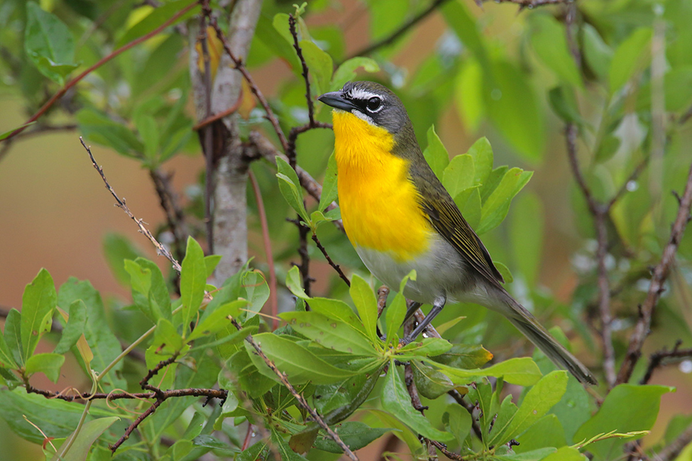 Beak of the Week – Yellow-breasted Chat – Houston AuduBlog